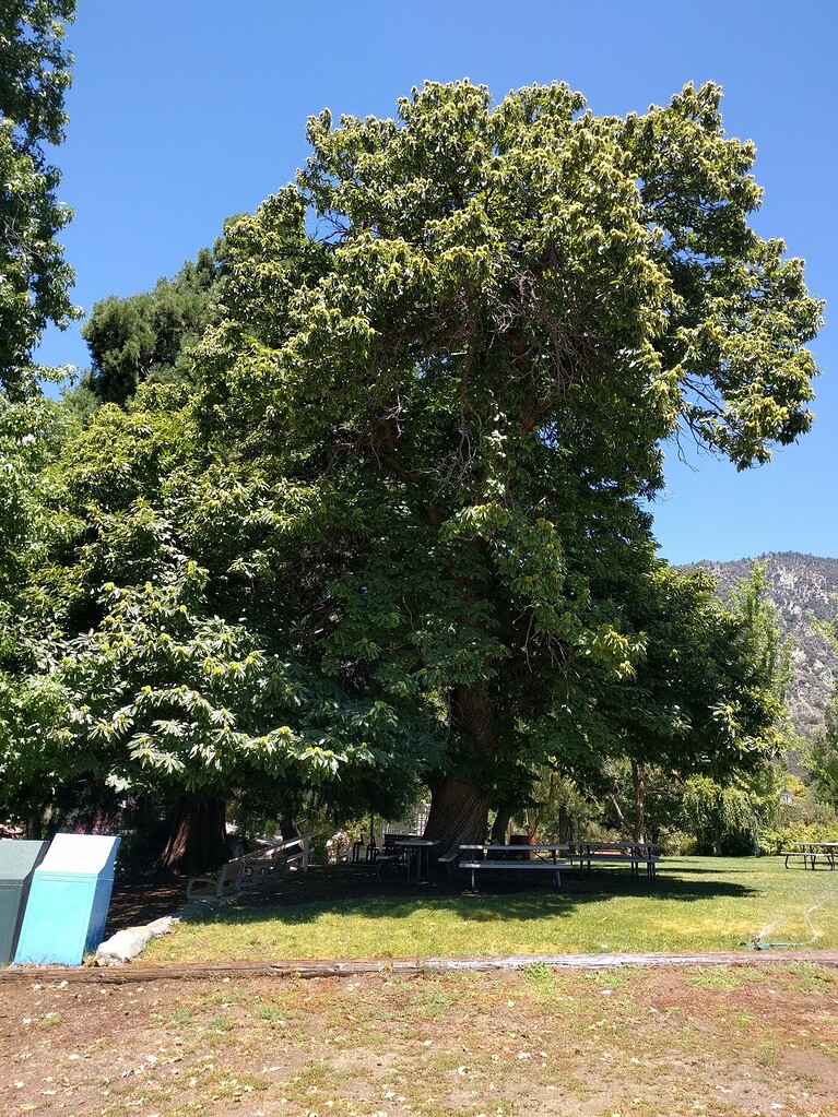 The old chestnut tree - Pictures! - Growing Fruit