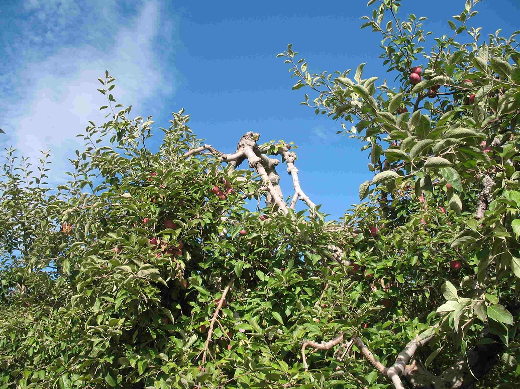 Using seedling apple as rootstock - General Fruit Growing - Growing Fruit