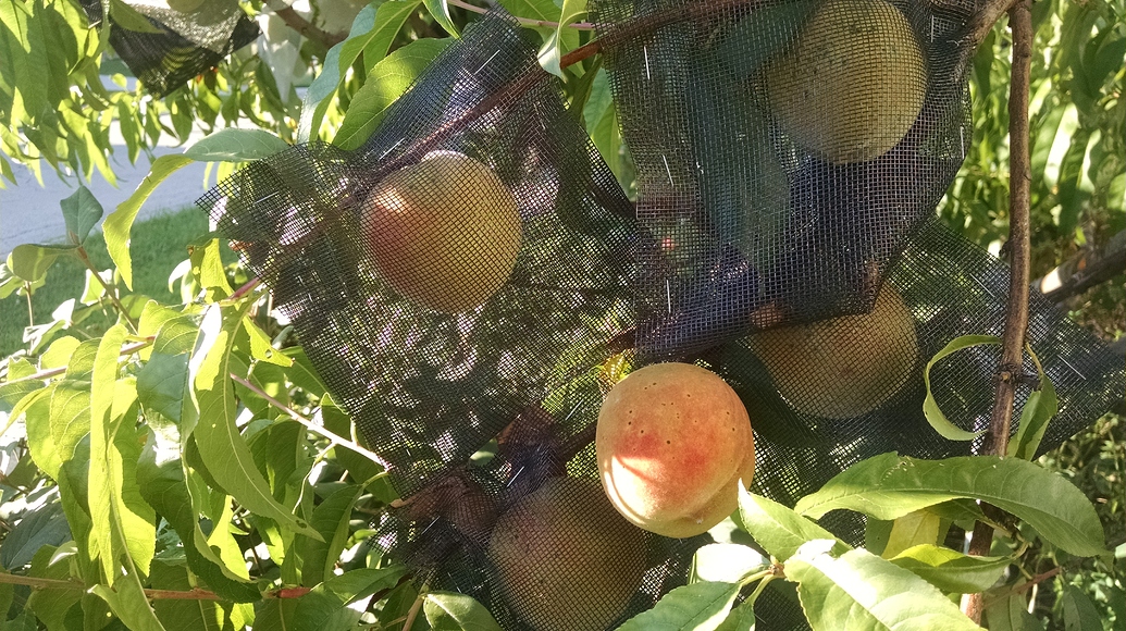 Result of homemade screen fruit protector - General Fruit Growing ...