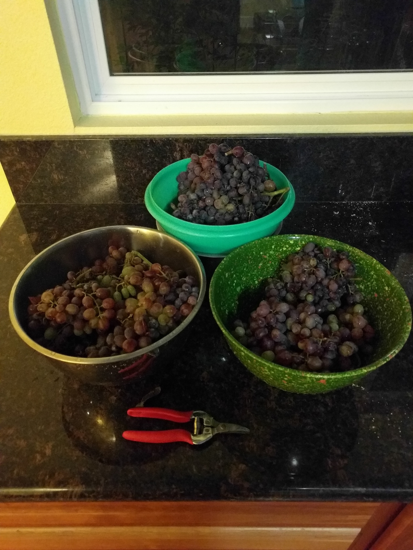 Black Monukka Seedless Grape - General Fruit Growing - Growing Fruit