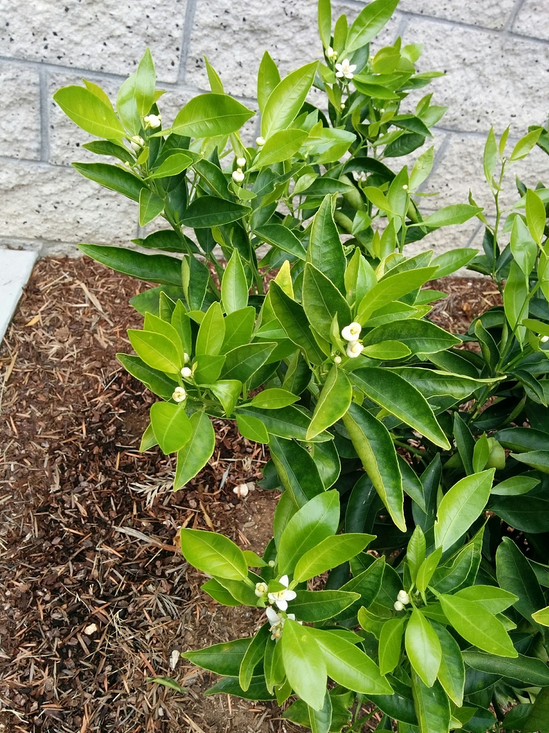 15 Gallon Gold Nugget Mandarin has been planted : ) - Pictures ...