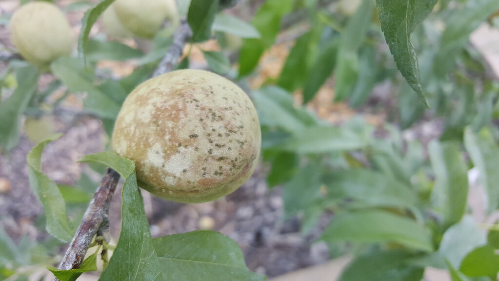 Bacterial spot or Scab? - General Fruit Growing - Growing Fruit