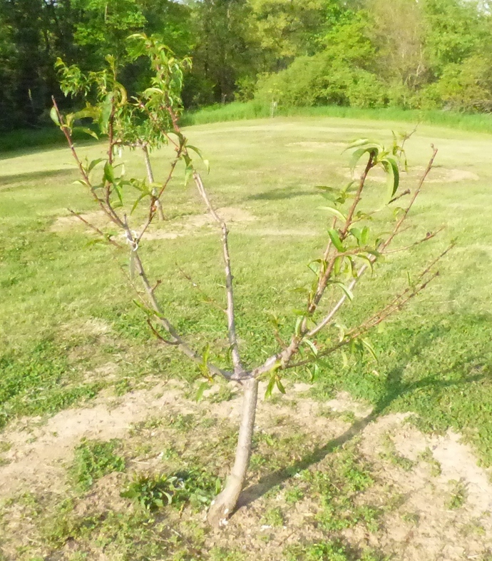 Fruit Blemish - General Fruit Growing - Growing Fruit