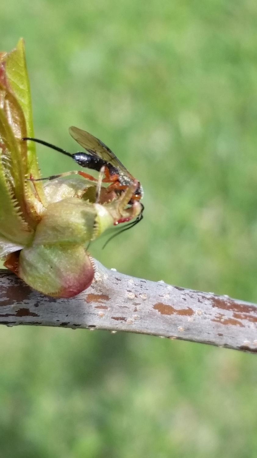 Insect and Disease Identification Thread - General Fruit Growing ...