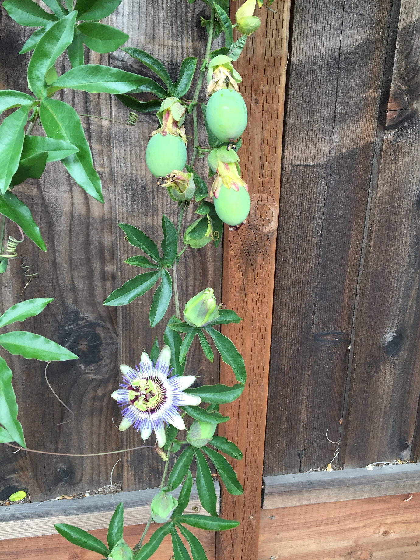 Passiflora edulis "Frederick" - Pictures! - Growing Fruit