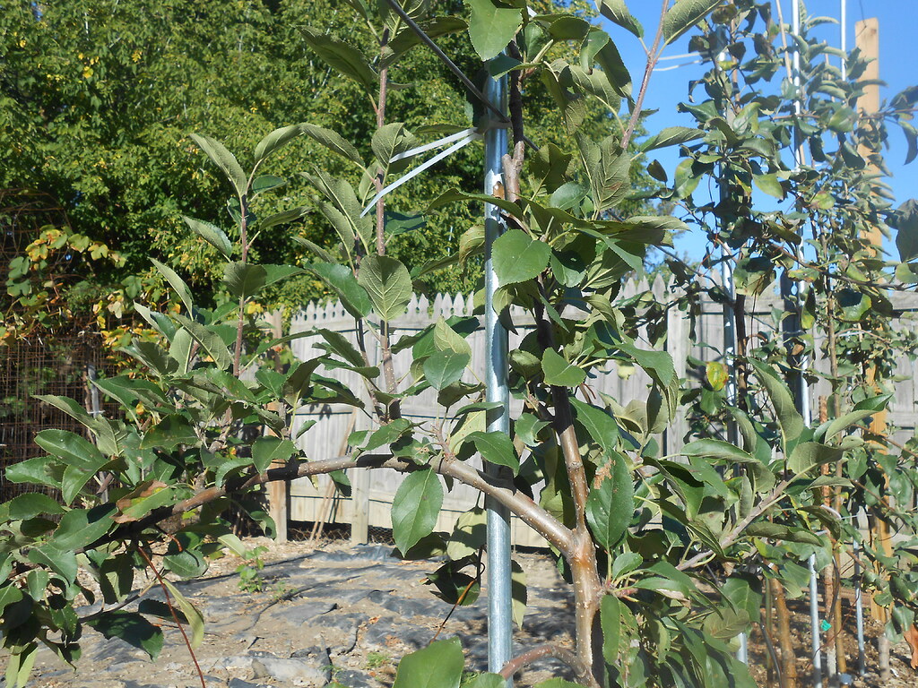 Tall spindle questions - General Fruit Growing - Growing Fruit