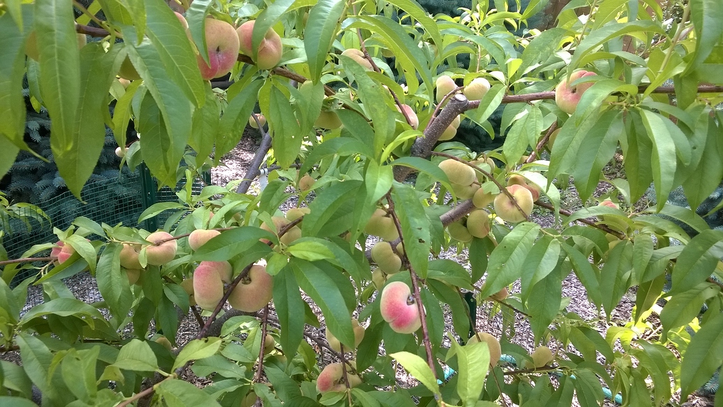Are White Peaches more challenging - General Fruit Growing - Growing Fruit
