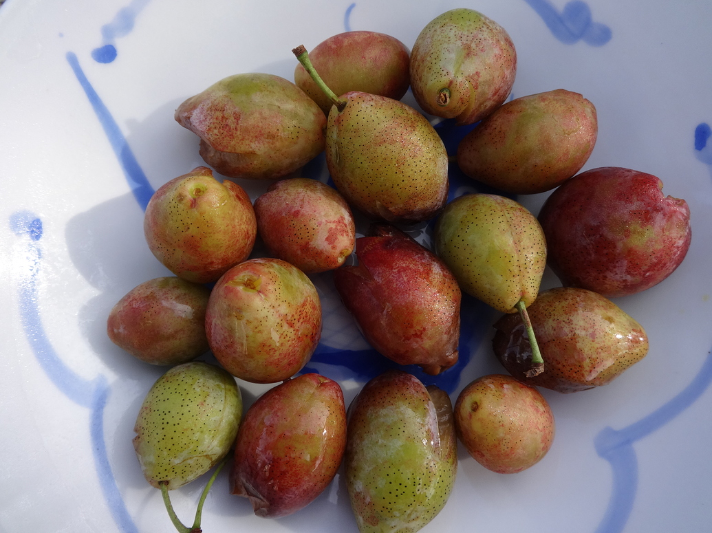 My Mirabelles exploded - General Fruit Growing - Growing Fruit