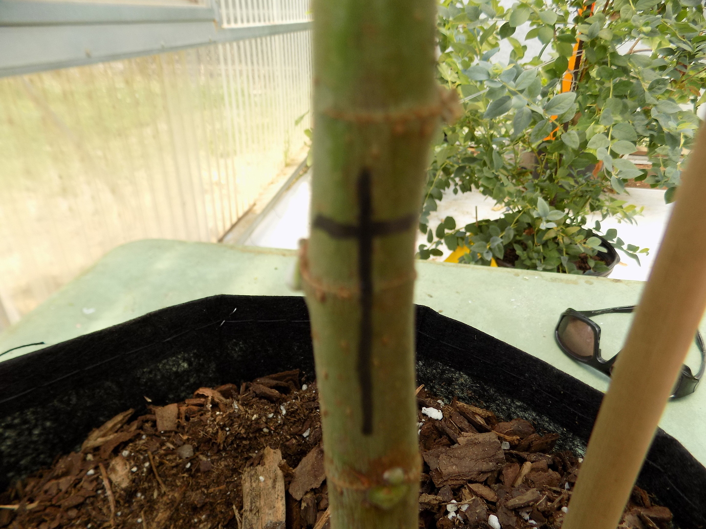 T-budding tutorial - Guides - Growing Fruit