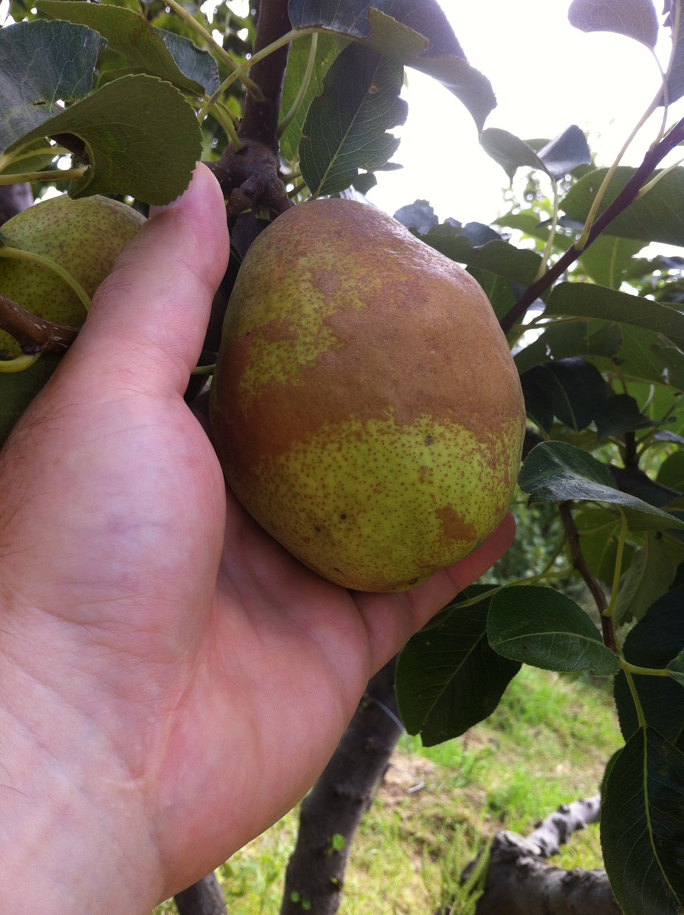 Largest / Best tasting pear - General Fruit Growing - Growing Fruit