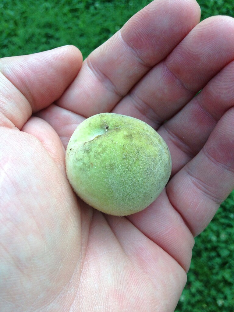 Almond rootstock - General Fruit Growing - Growing Fruit