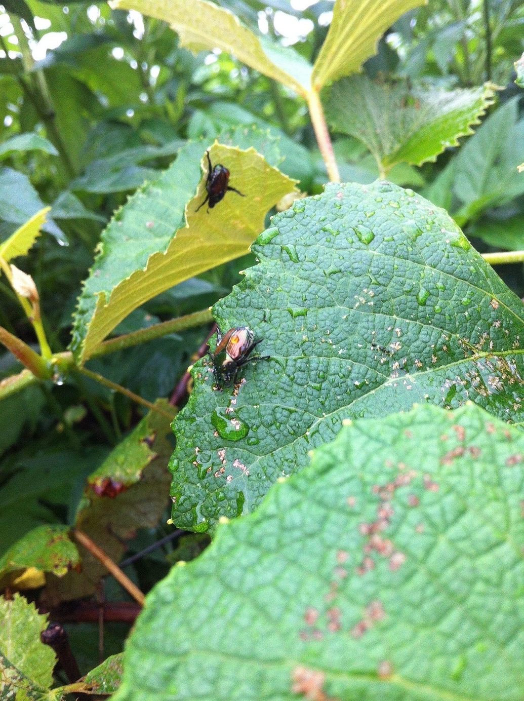 Fruit Insects and Diseases identification - General Fruit Growing ...