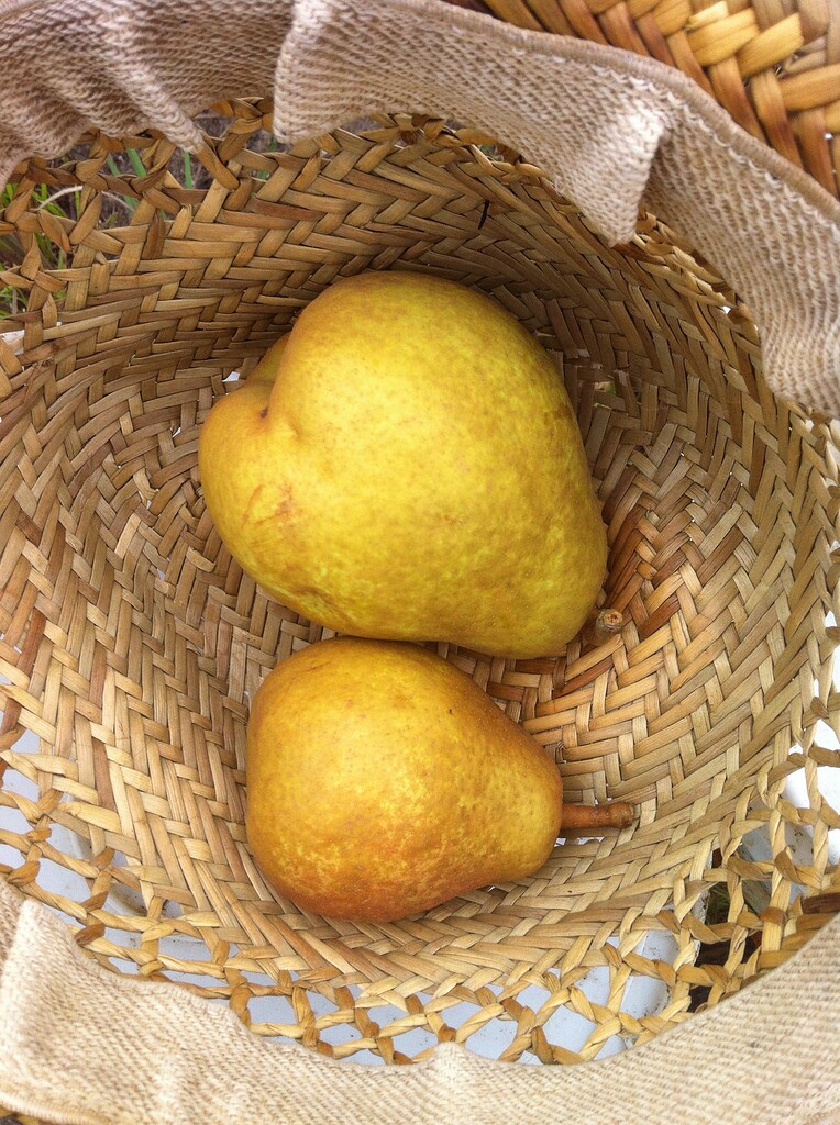 Bartlett Pear - General Fruit Growing - Growing Fruit