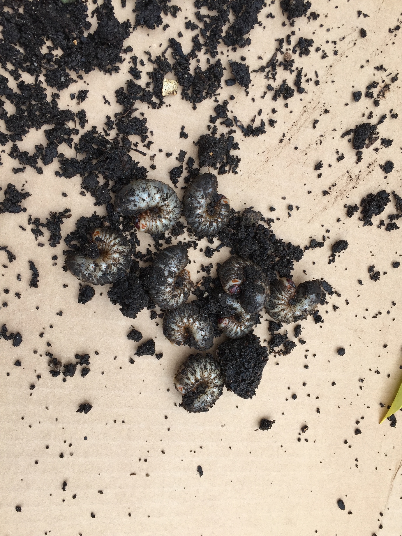 June Bug Grub Control - General Gardening - Growing Fruit