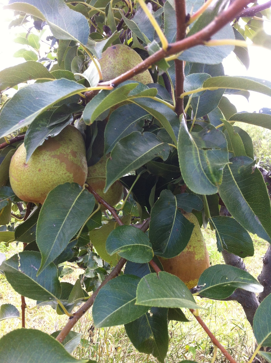 Largest / Best tasting pear - General Fruit Growing - Growing Fruit