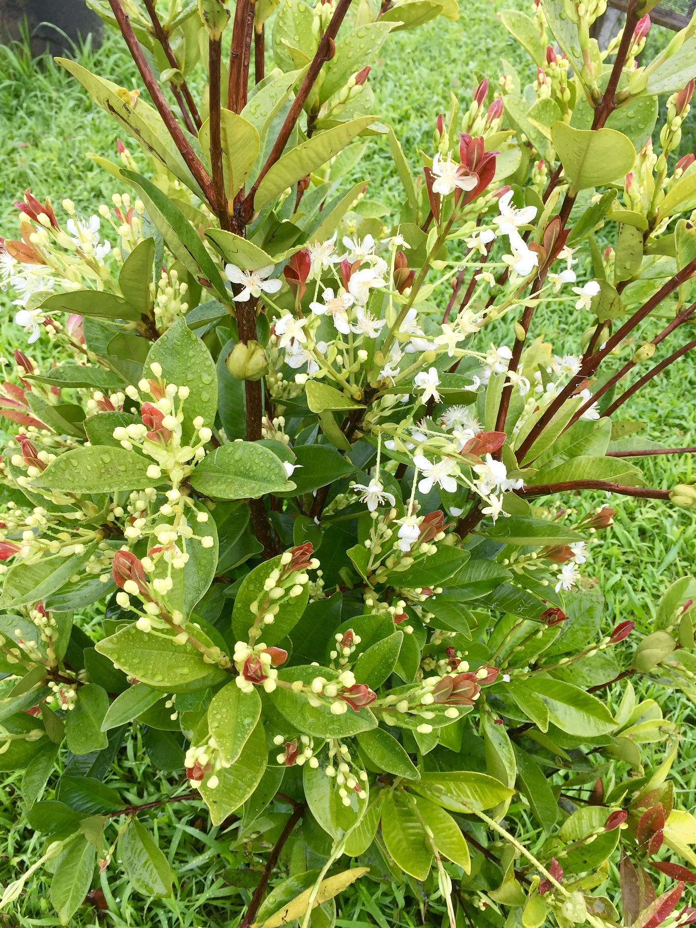 Grumichama - Pictures! - Growing Fruit