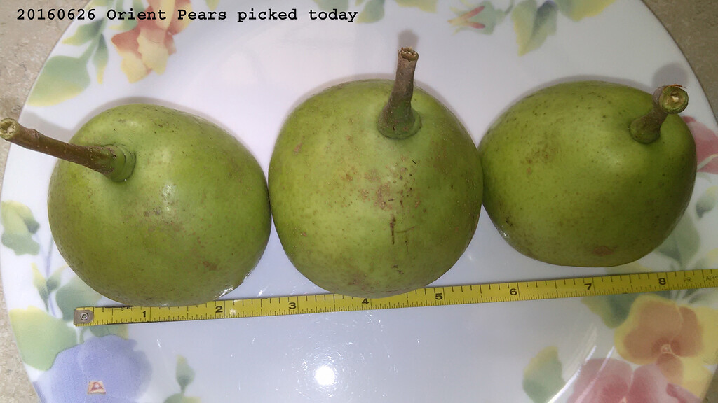 Testing Orient pear ripeness without fear of exausting my supply ...