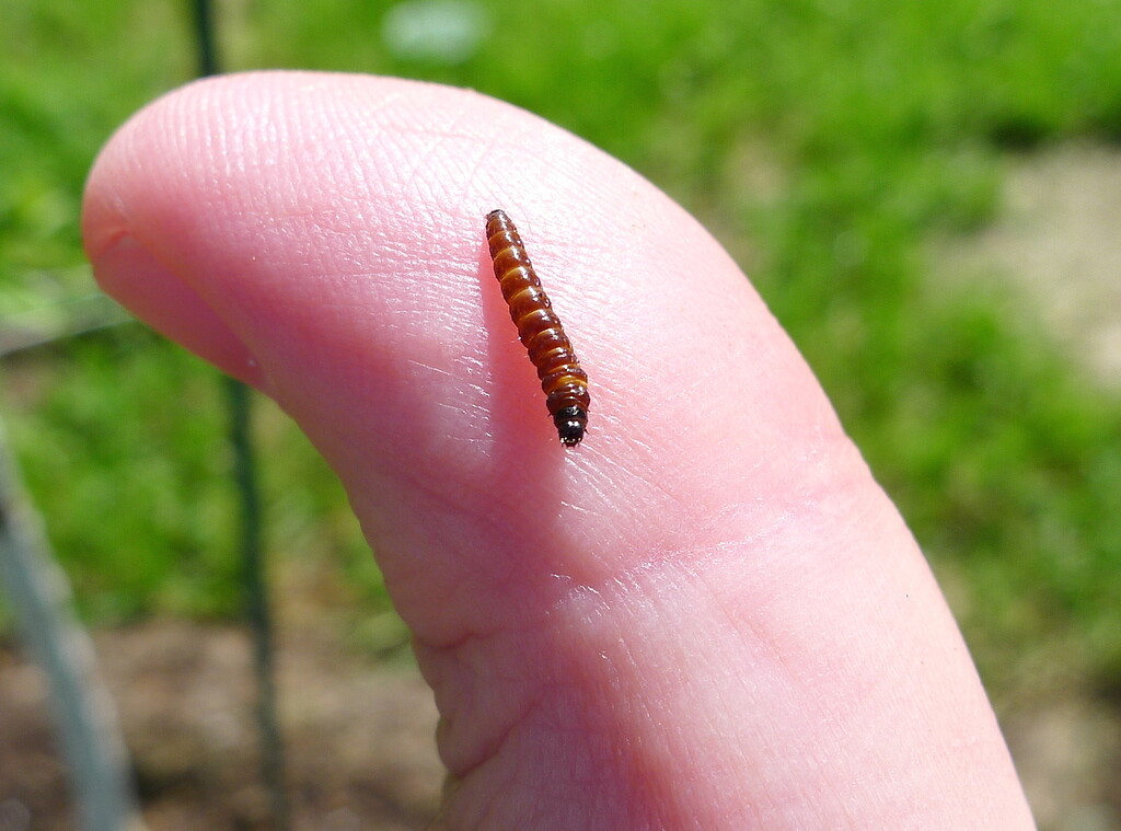Plum eating worm — please ID this caterpillar - General Fruit Growing ...