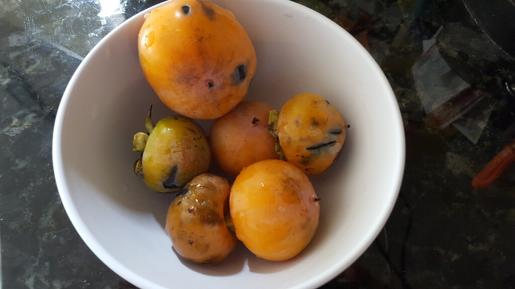 Early Golden, H-118, and Meader persimmons are ripened in September in ...
