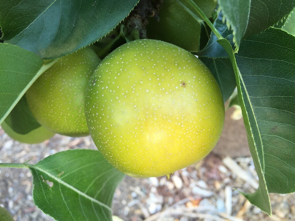 Asian Pear Ripeness - General Fruit Growing - Growing Fruit