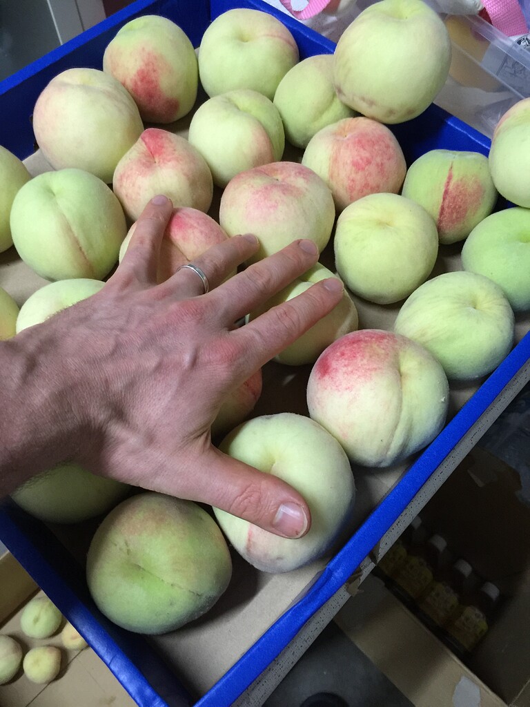 My first peach harvest - General Fruit Growing - Growing Fruit