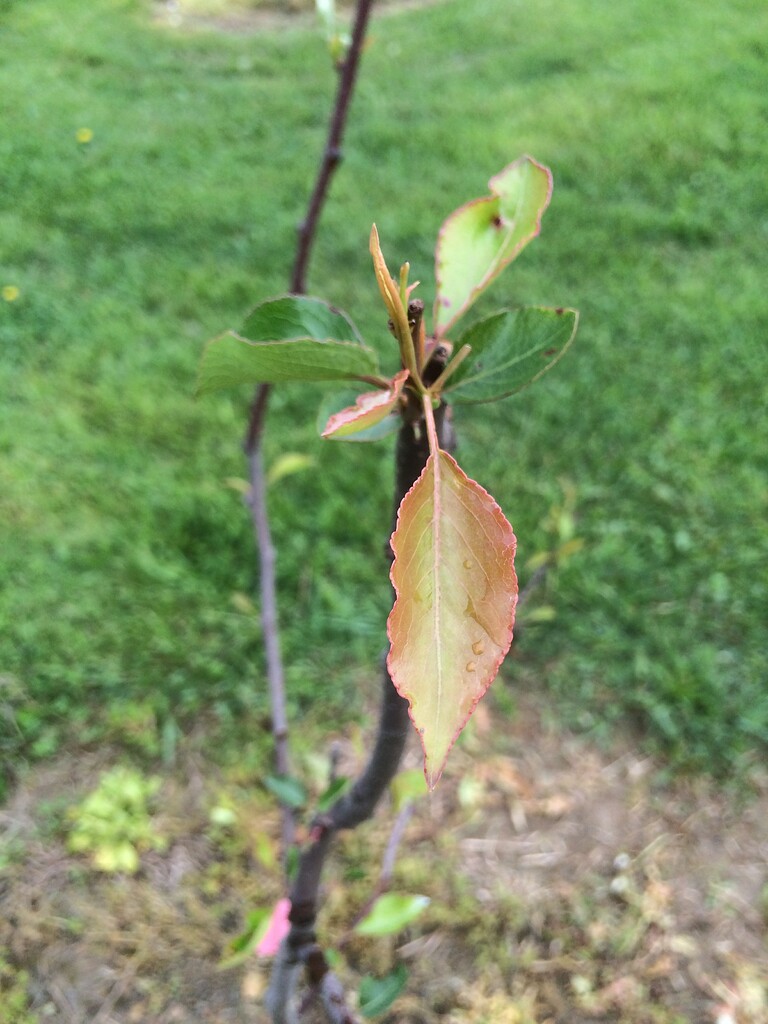 Misfits - General Fruit Growing - Growing Fruit