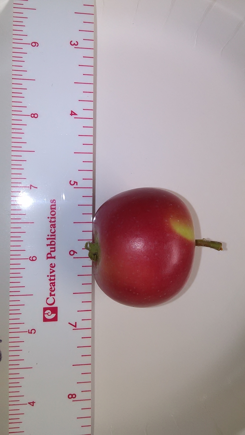 June apple opinions - General Fruit Growing - Growing Fruit