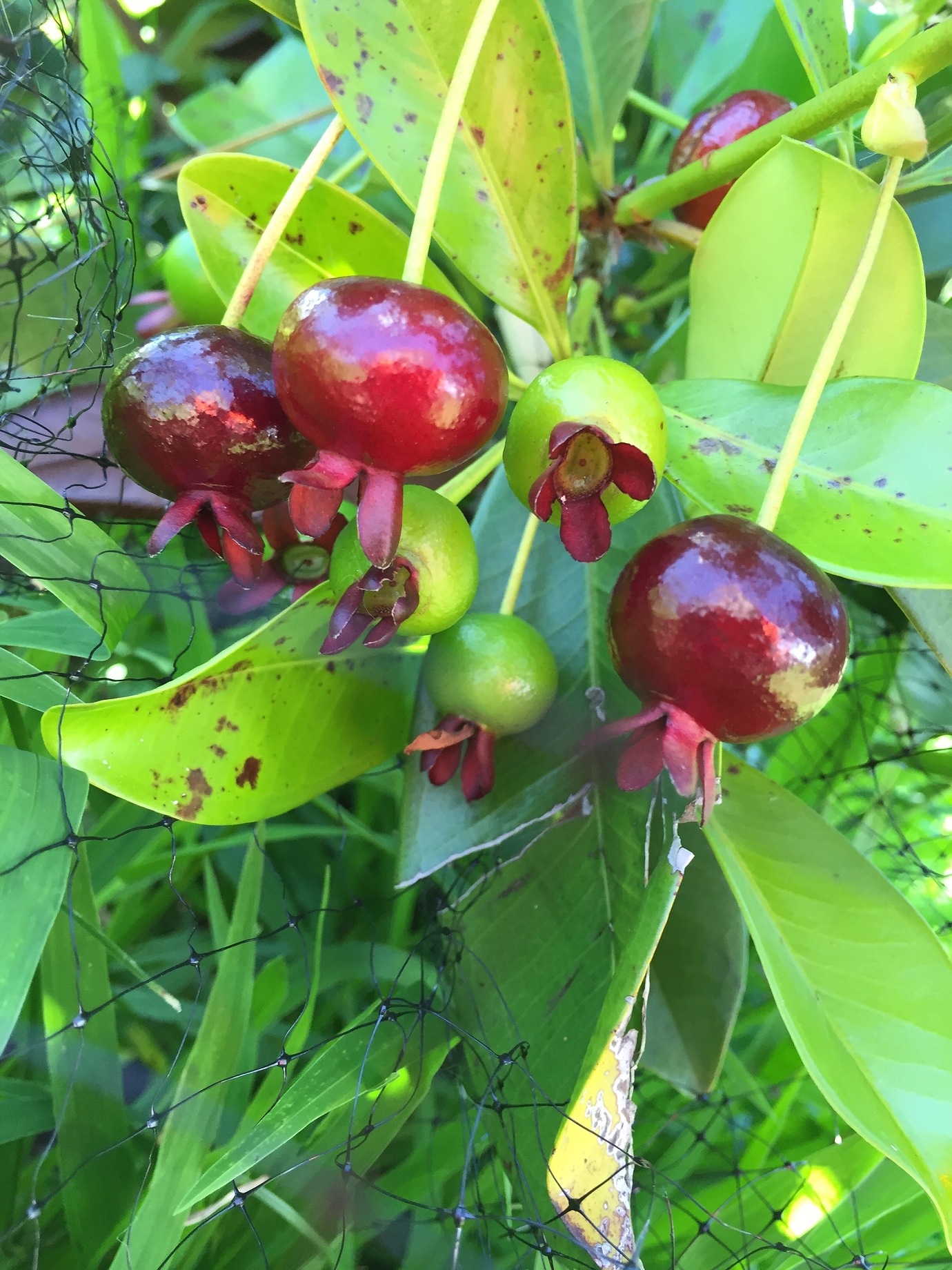 Grumichama - Pictures! - Growing Fruit