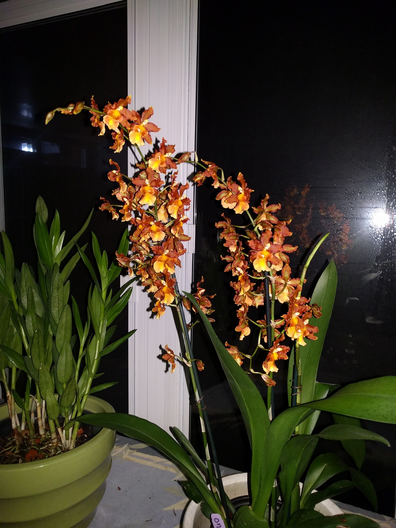 Oncidium orchid "Pacific Sunset" - Pictures! - Growing Fruit