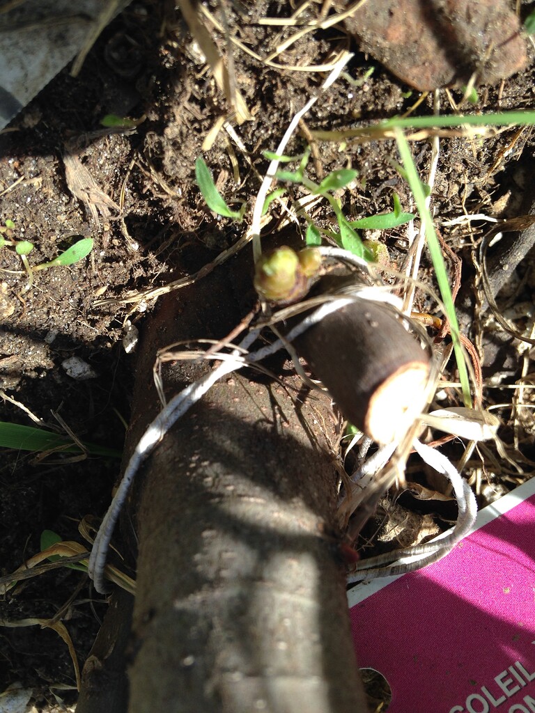 Fig tree in ground, in Qc, zone 4b-5a - Pictures! - Growing Fruit