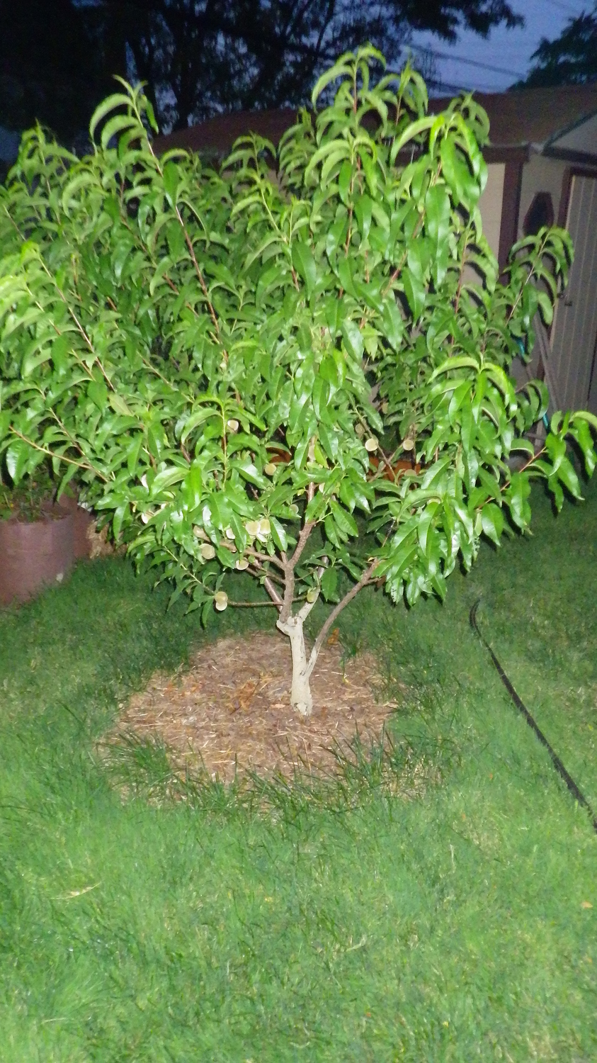 Anyone familiar with Indian Blood Peaches? - General Fruit Growing ...