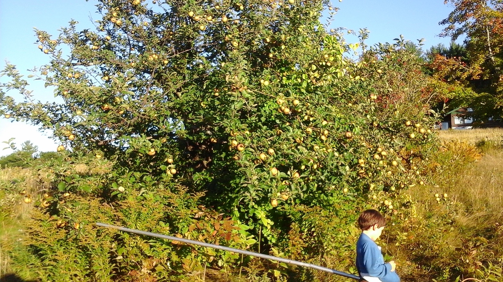 Roxbury Russet apple - General Fruit Growing - Growing Fruit