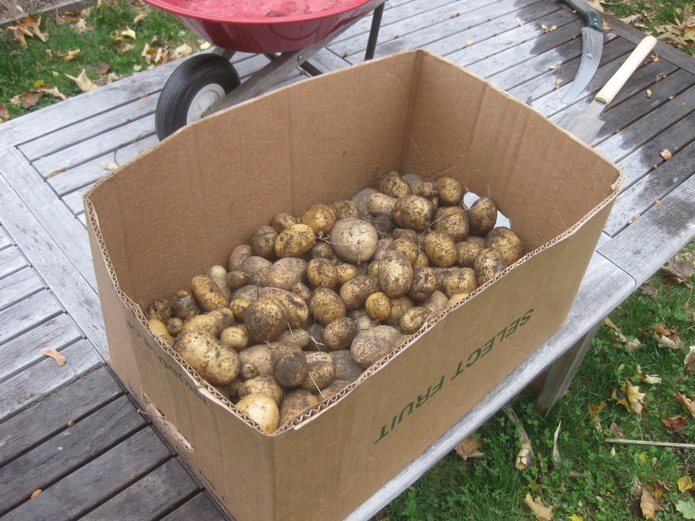 The Maine Potato Lady - General Gardening - Growing Fruit