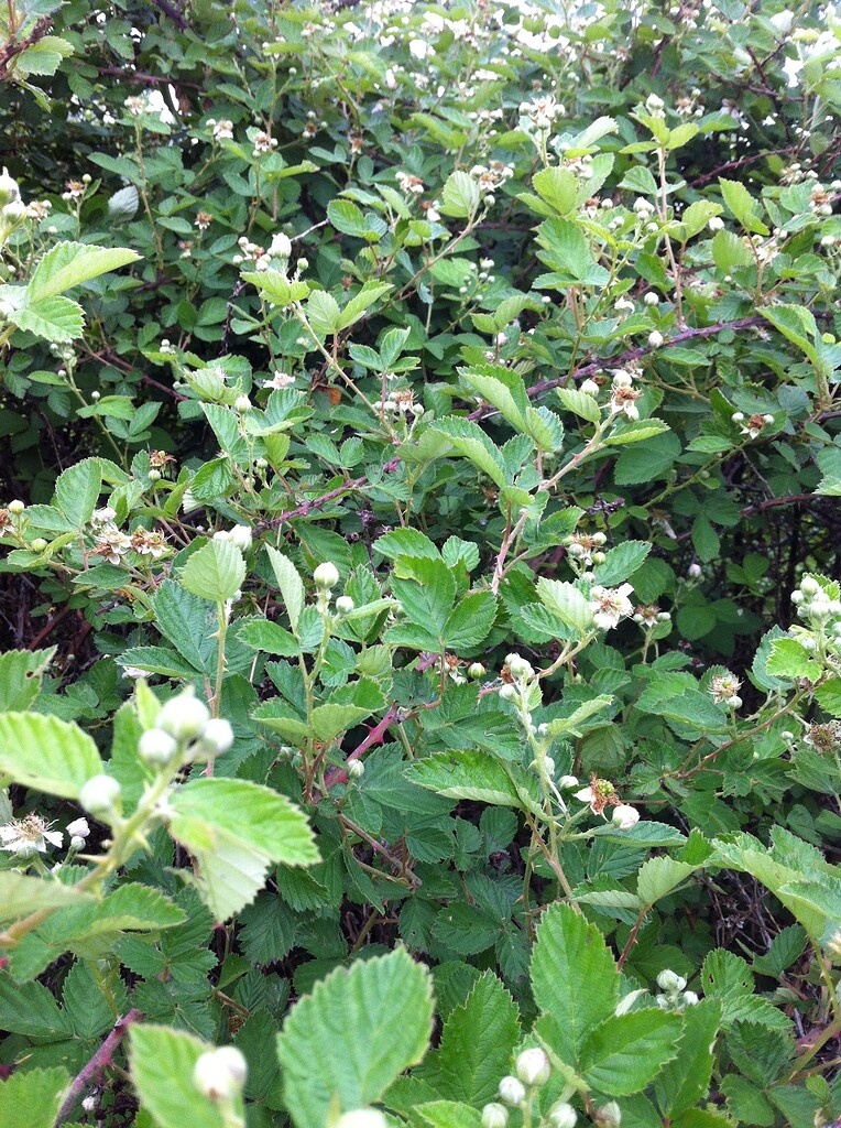 Shaping up to be a big blackberry year! - General Fruit Growing ...