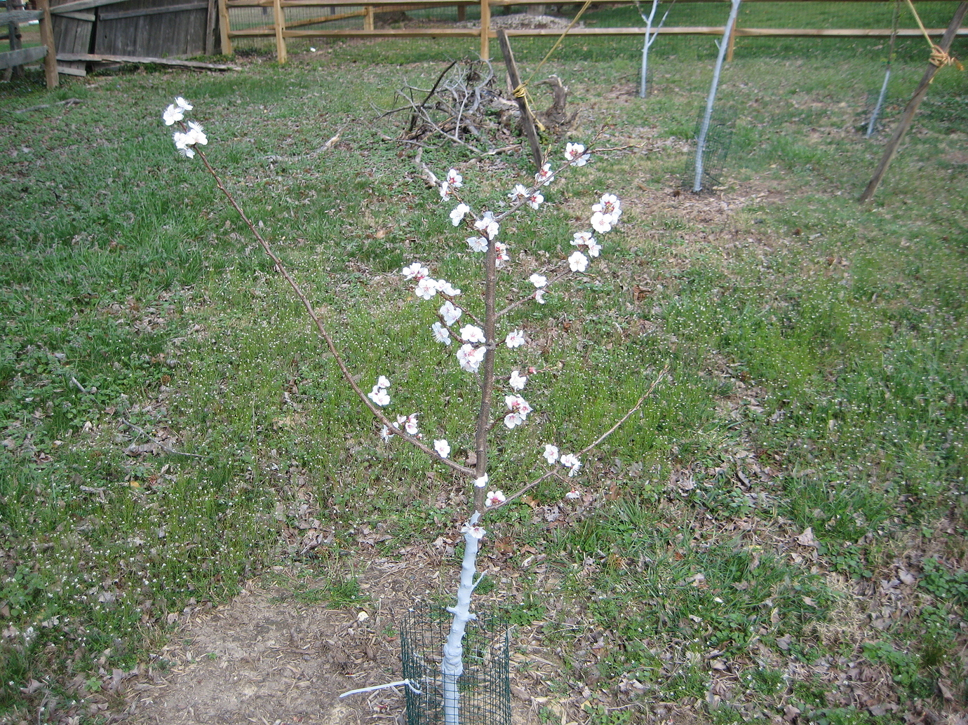 Thoughts on Bella Gold - General Fruit Growing - Growing Fruit