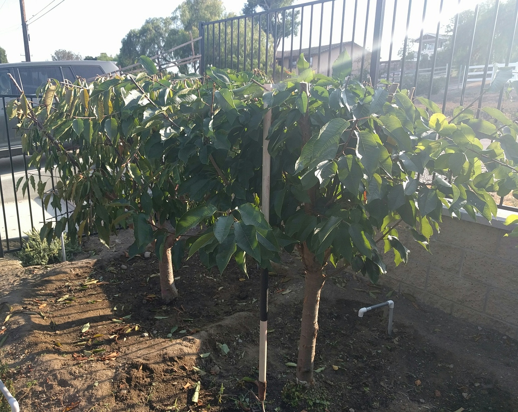 Minnie Royal and Royal Lee cherry trees - Pictures! - Growing Fruit