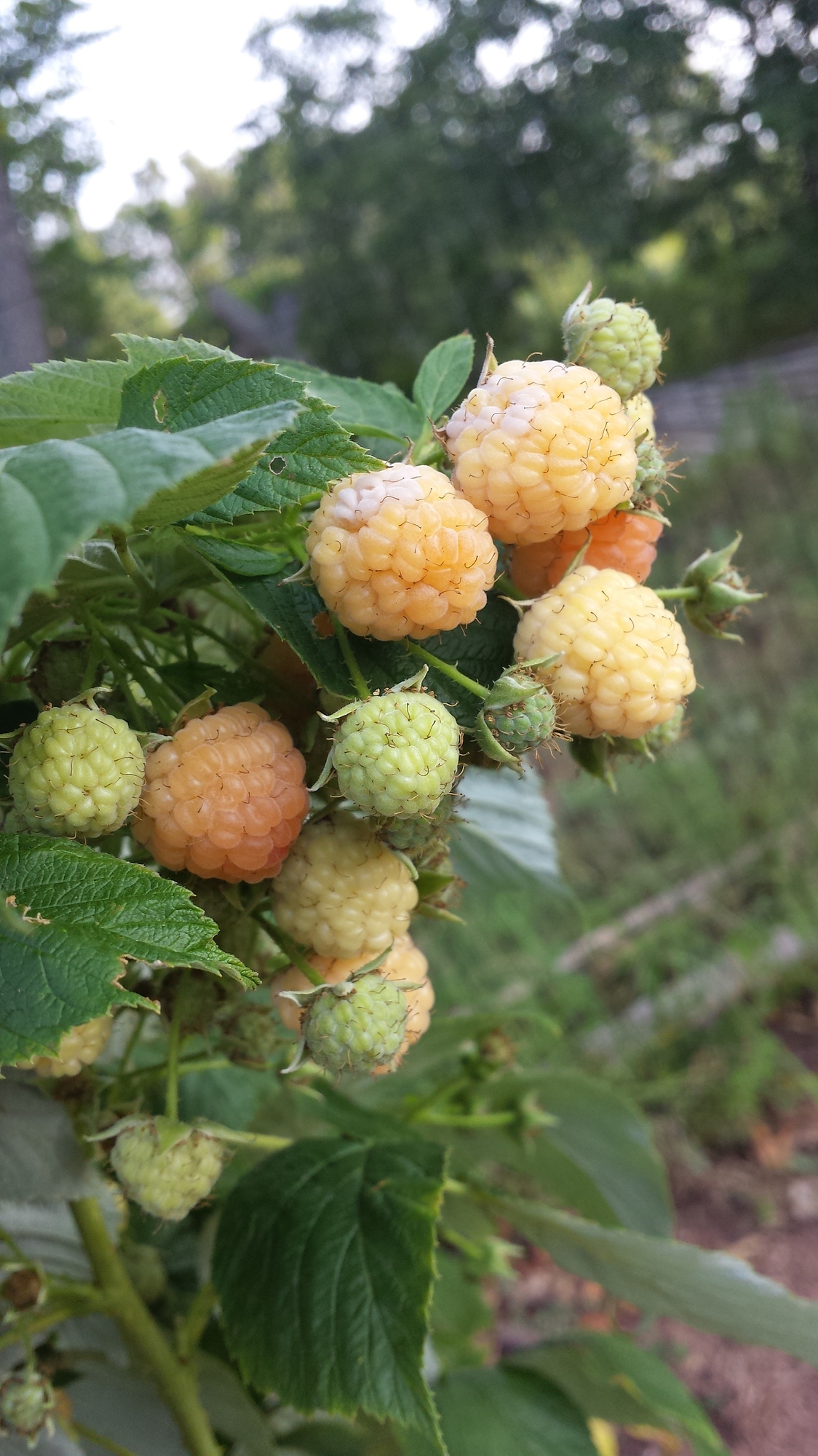 What Is This Yellow Raspberry? - General Fruit Growing - Growing Fruit