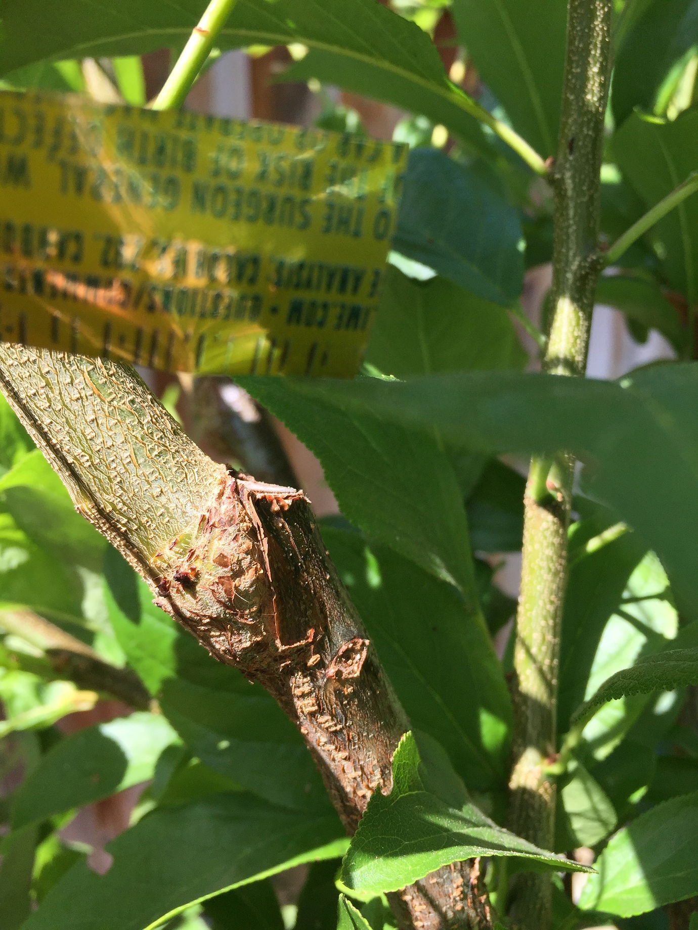 Budding and budwood - General Fruit Growing - Growing Fruit