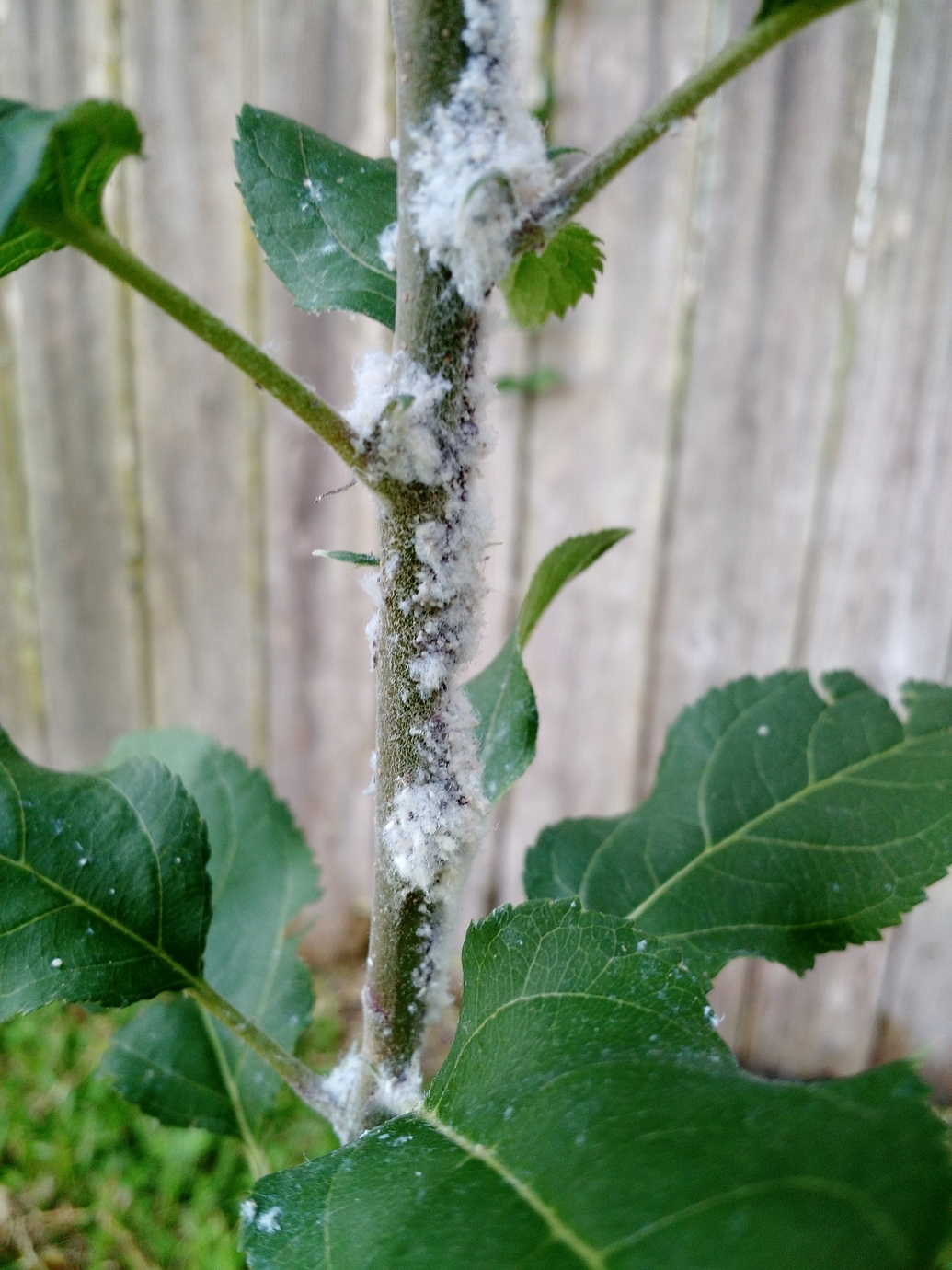 White fuzz growing on Dorsett apple tree - General Fruit Growing ...