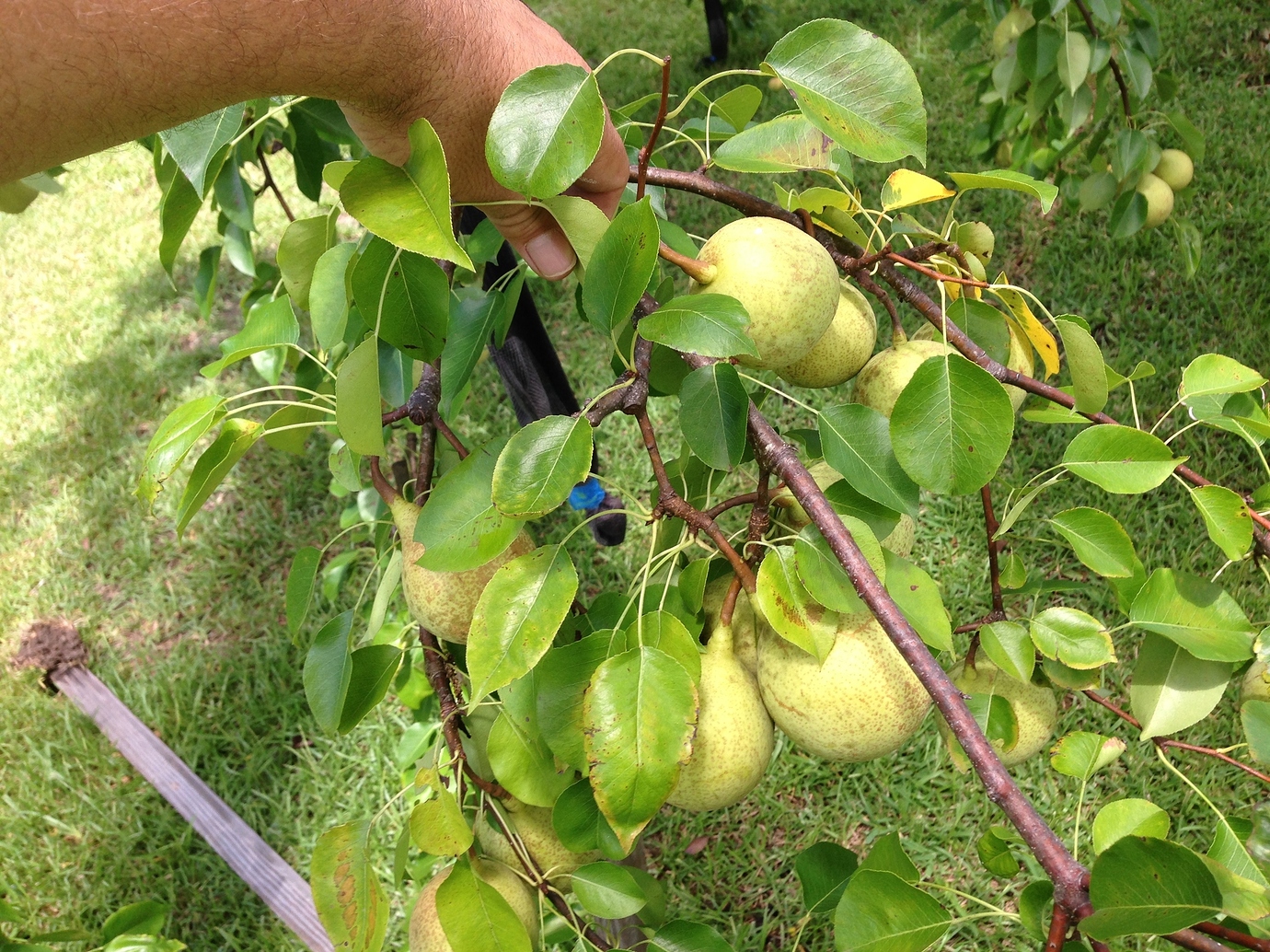 Southern Pears - General Fruit Growing - Growing Fruit