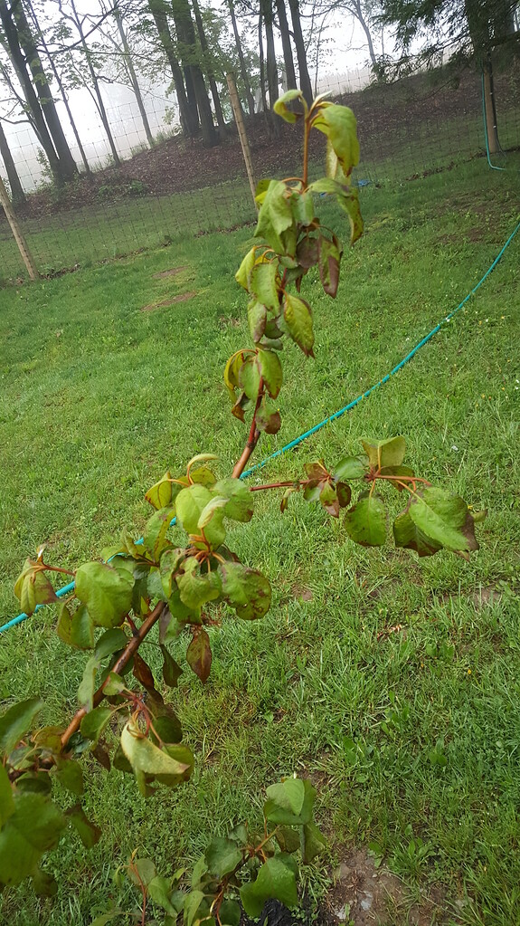 Spray Burnt Trees - General Fruit Growing - Growing Fruit