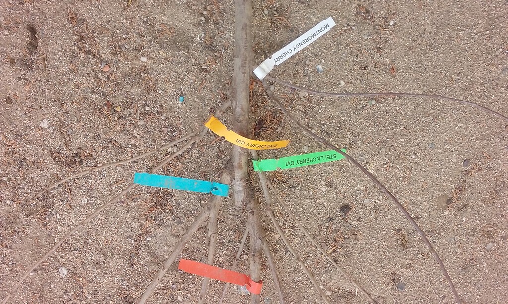 Multi-Graft cherry - General Fruit Growing - Growing Fruit