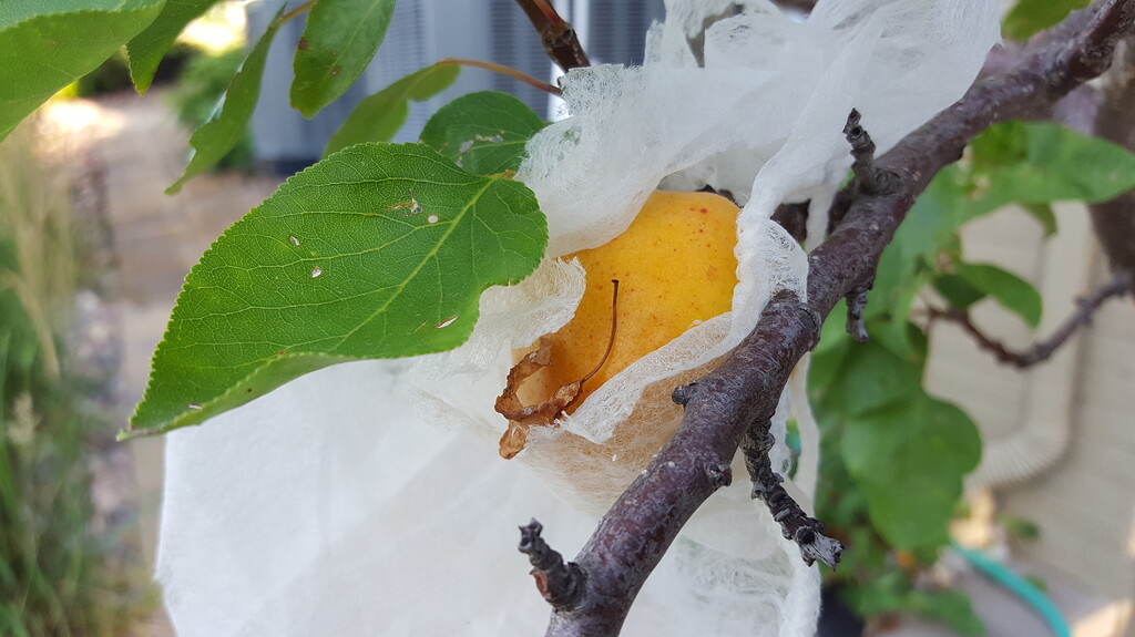 Chinese Sweet Pit Apricot - General Fruit Growing - Growing Fruit