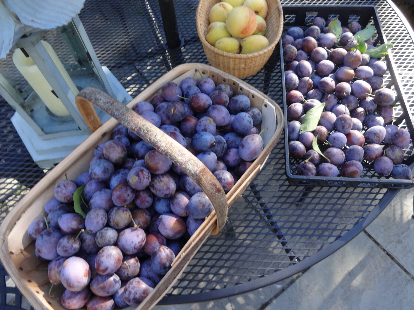 The Italian Prune Plums are in! - General Fruit Growing - Growing Fruit