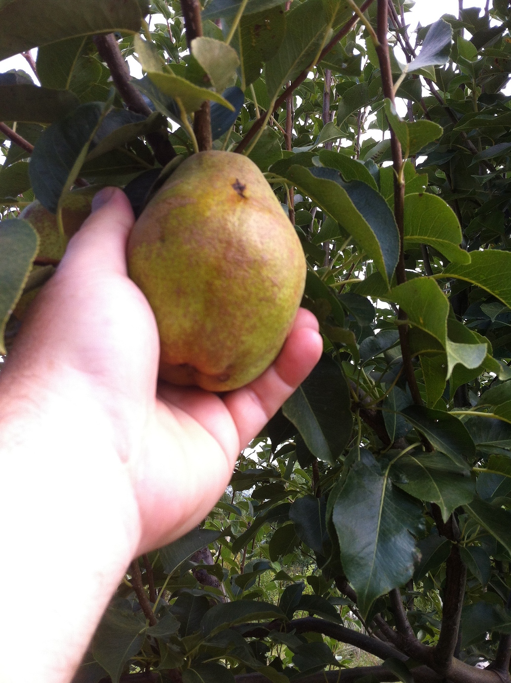 Largest / Best tasting pear - General Fruit Growing - Growing Fruit