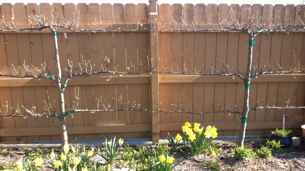 Espalier Apple Trees Rework - 2016 Updates - General Fruit Growing ...