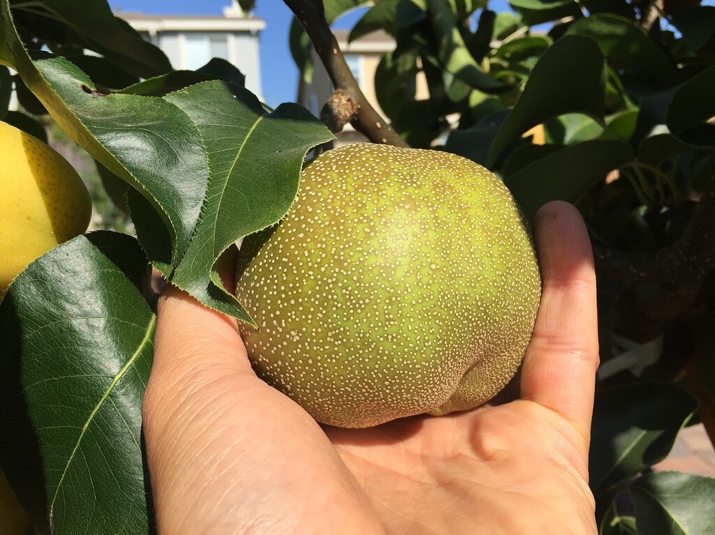 Is this Chojuro? - General Fruit Growing - Growing Fruit