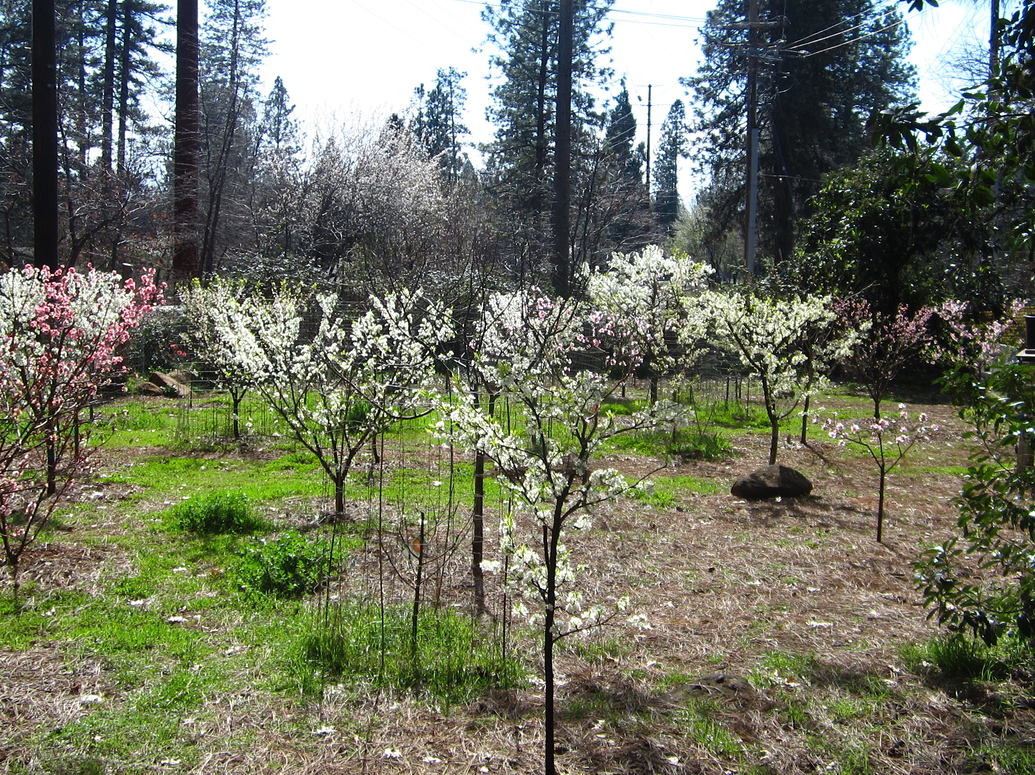 A few bloom pictures from my backyard orchard today - General Fruit ...