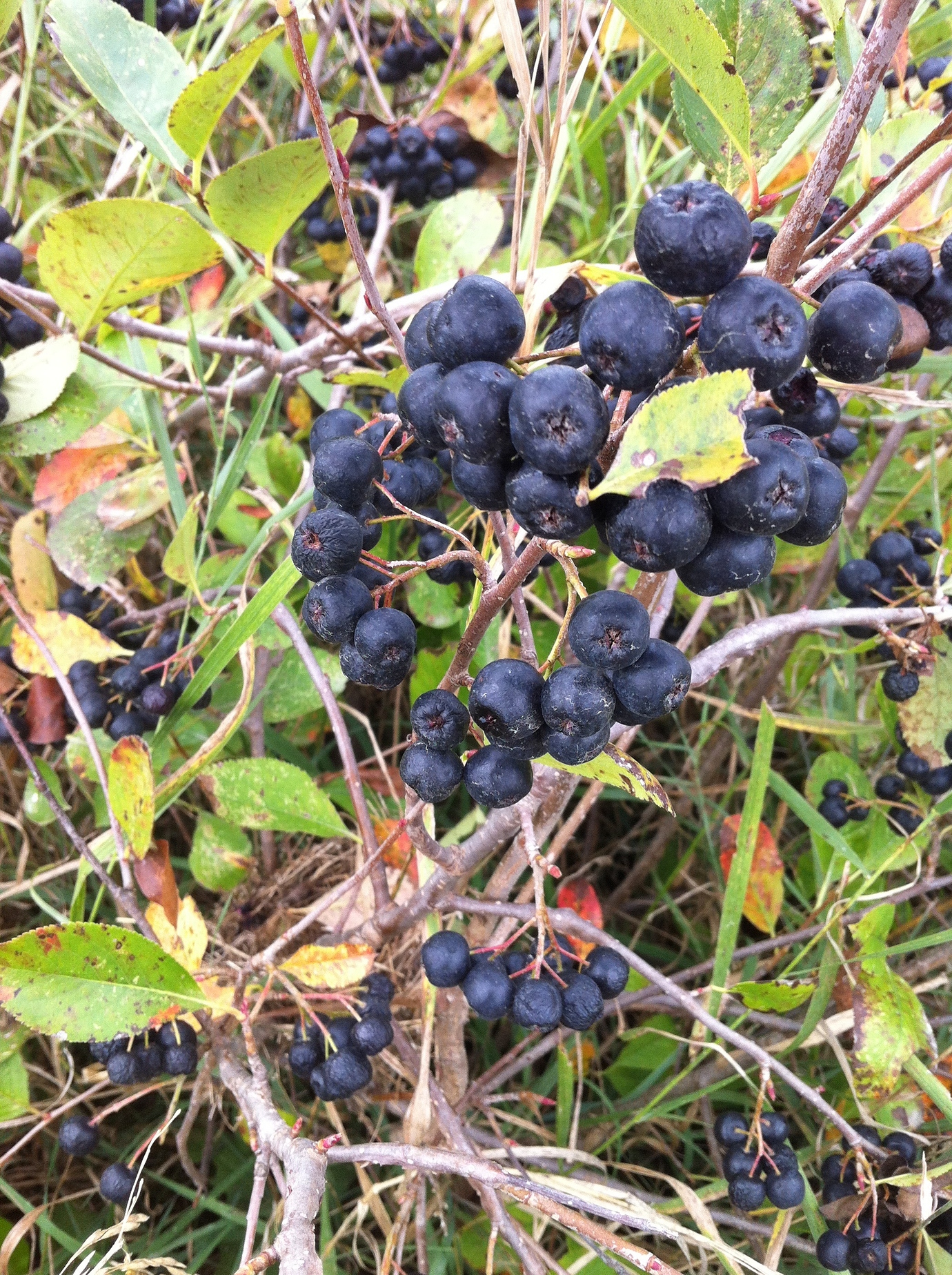 Aronia Harvest - General Fruit Growing - Growing Fruit