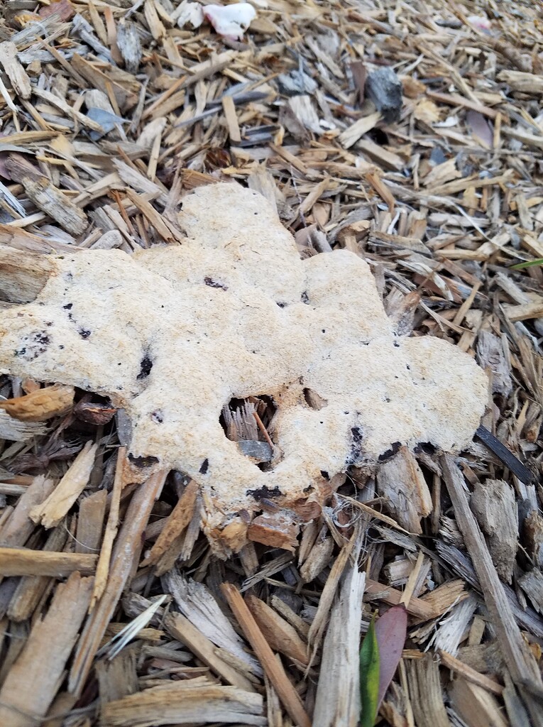 Goopy stuff on top of wood chip mulch? - General Gardening - Growing Fruit